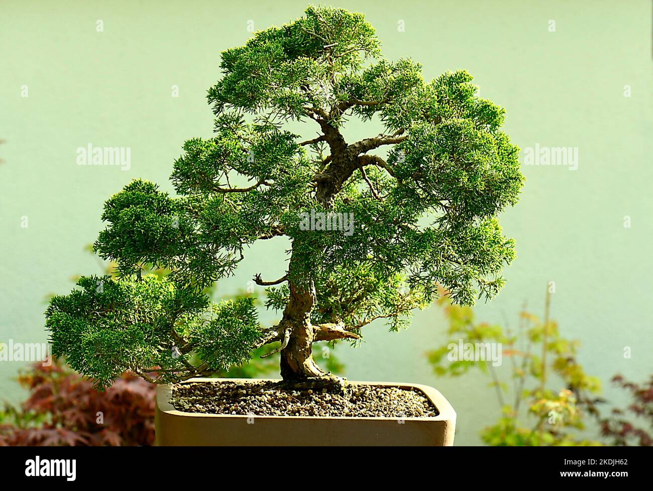 Chinese juniper (Juniperus chinensis) bonsai Stock Photo - Alamy