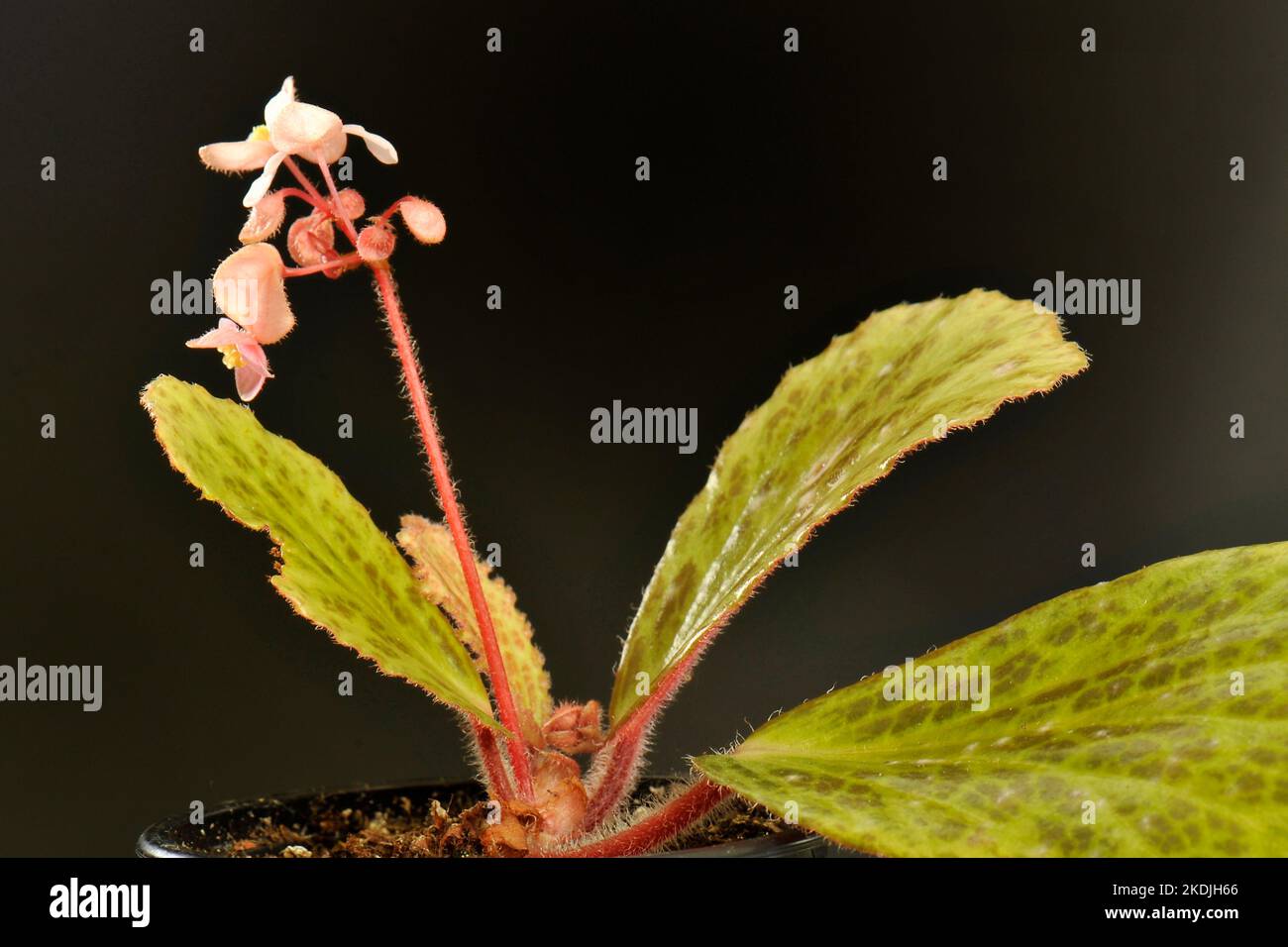 Begonia (Begonia blancii) in flower, endemic to the island of Palawan ...