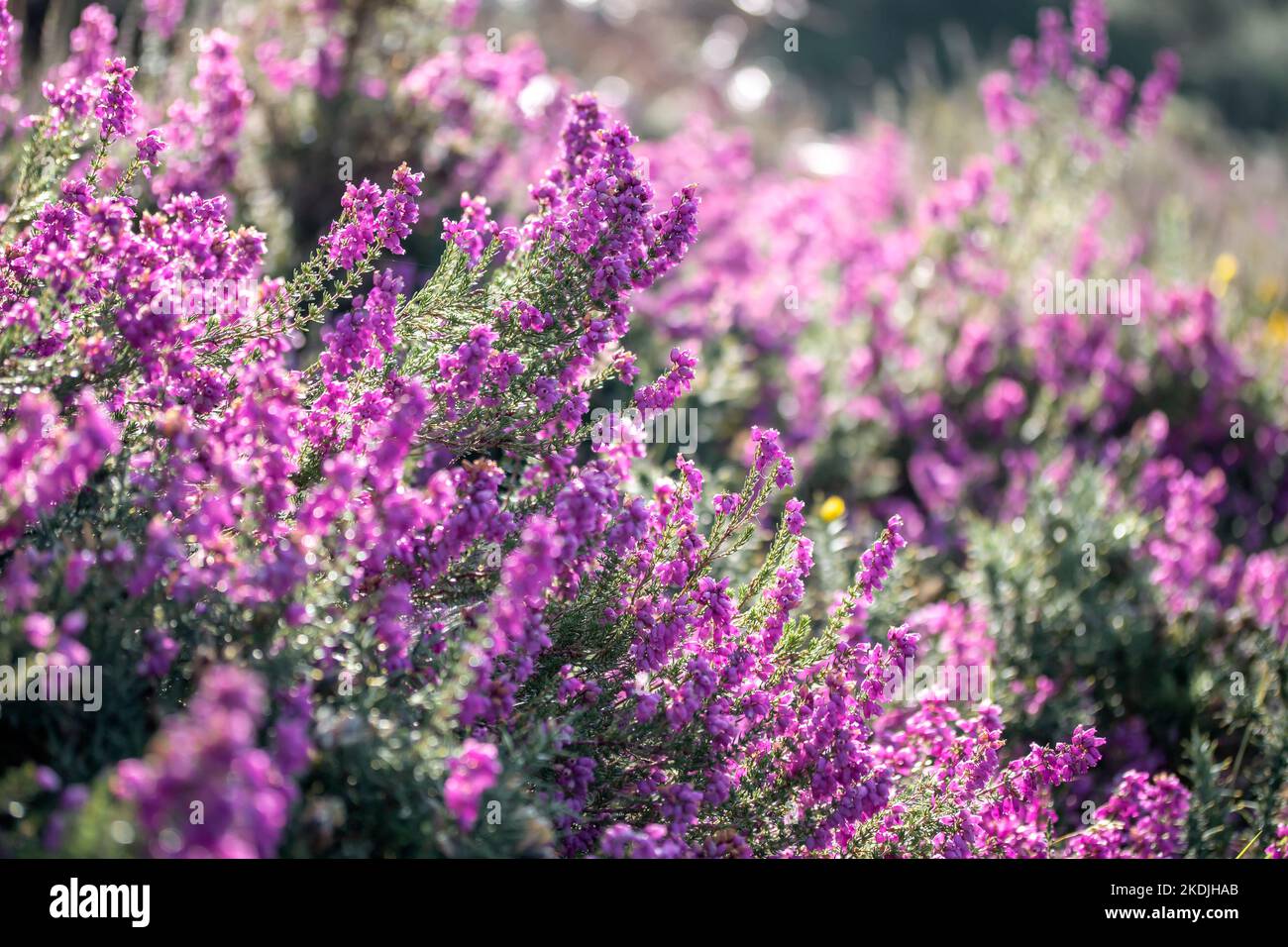 Bell heather (Erica cinerea)in bloom in a coastal pine forest, Cotes-d ...