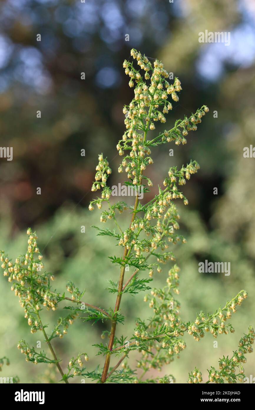 Annual Mugwort (Artemisia annua), Gard, France Stock Photo - Alamy