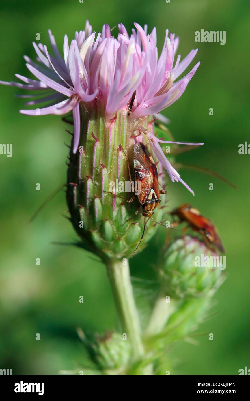 Plant bugs (Lygus pratensis) on Field thistle (Cirsium arvense), Gers ...