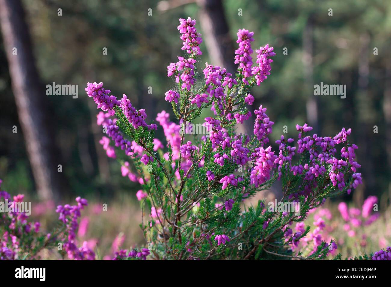 Bell heather (Erica cinerea)in bloom in a coastal pine forest, Cotes-d ...