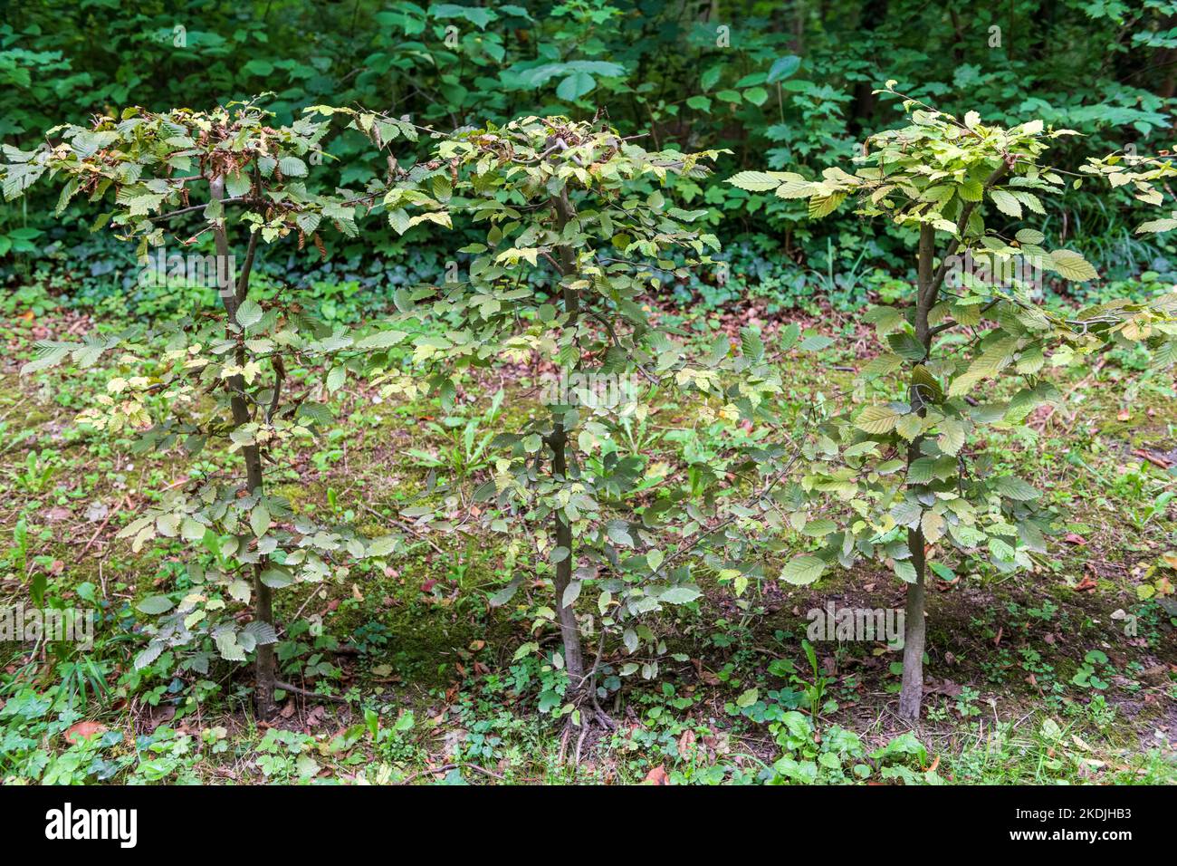 Hornbeam hedge (Carpinus betulus) in autumn, Oise, Picardy, France ...