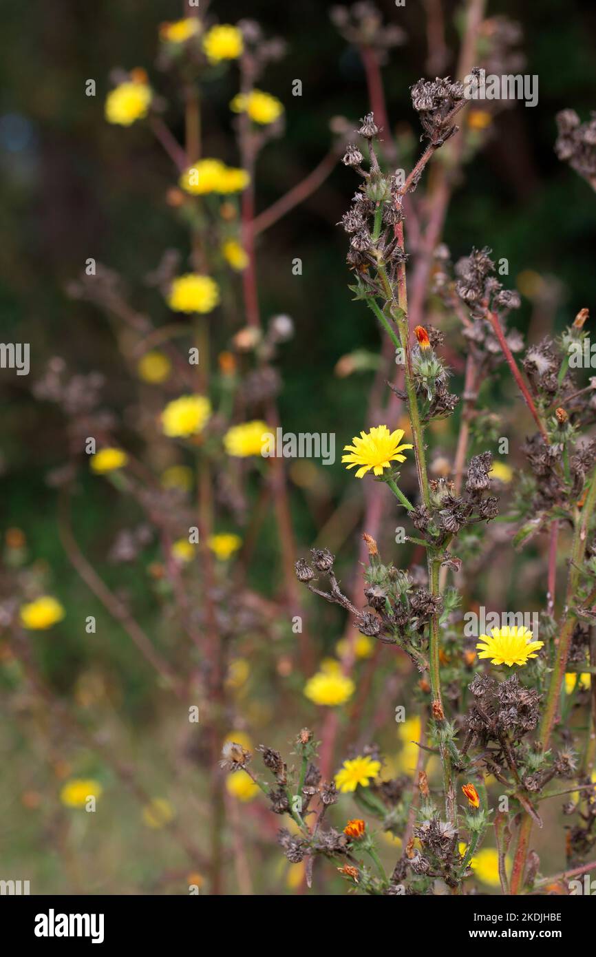 Hawkweed oxtongue (Picris hieracioides) in a wasteland in early autumn ...