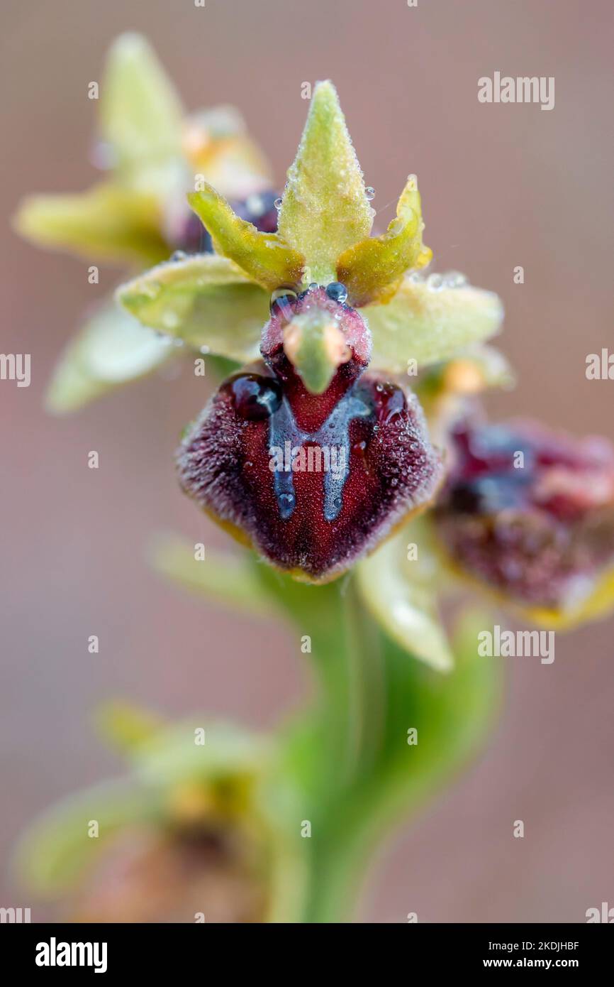 Ophrys Orchid (Ophrys passionis) flower, Vaucluse, France Stock Photo ...