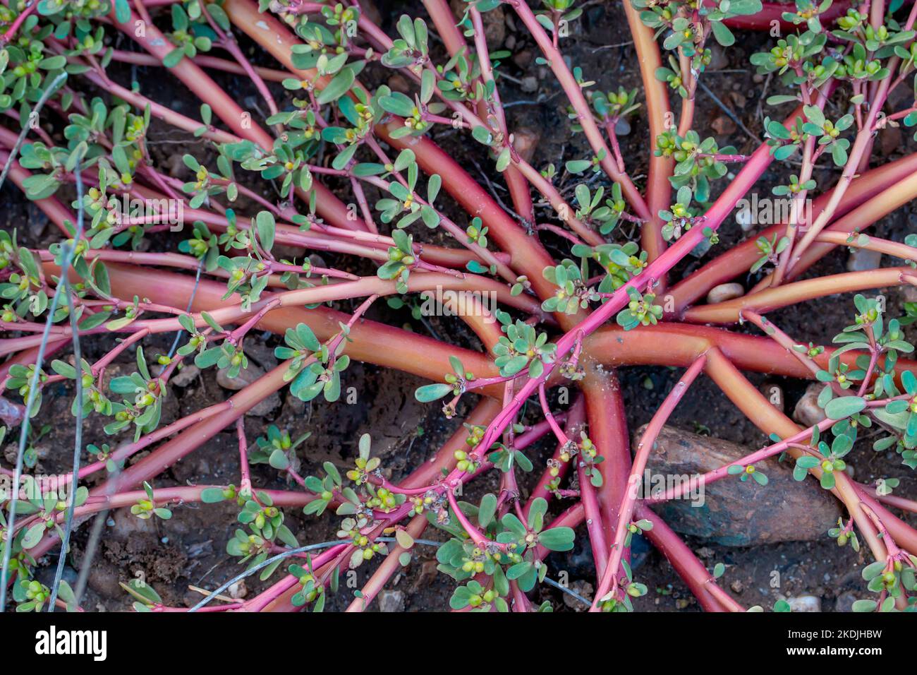 Purslane (Portulaca oleracea), gard, France Stock Photo - Alamy