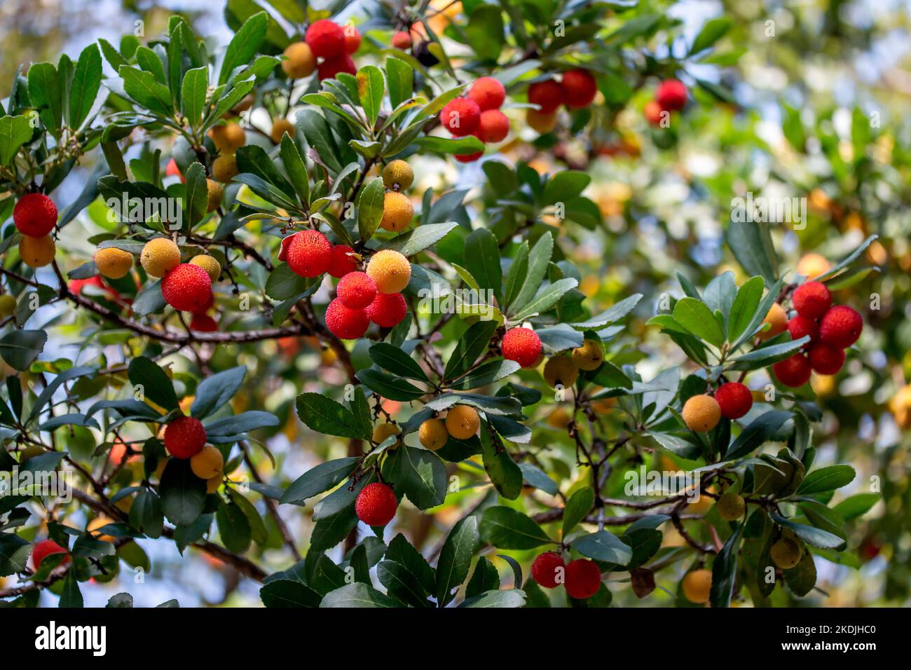 Strawberry tree (Arbutus unedo) fruits in autumn, Gard, France Stock ...