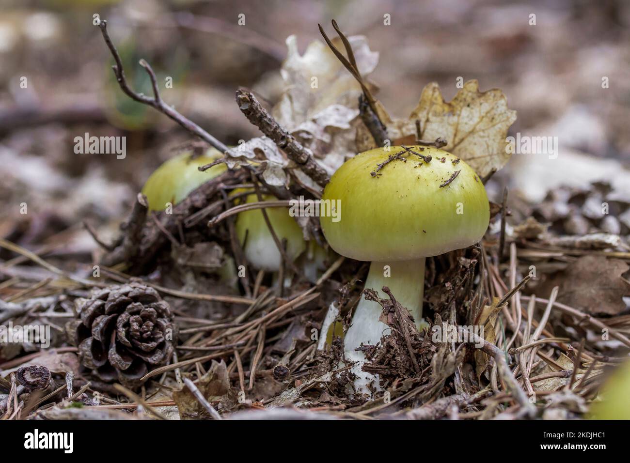 Death cap (Amanita phalloides), Vaucluse, France Stock Photo - Alamy