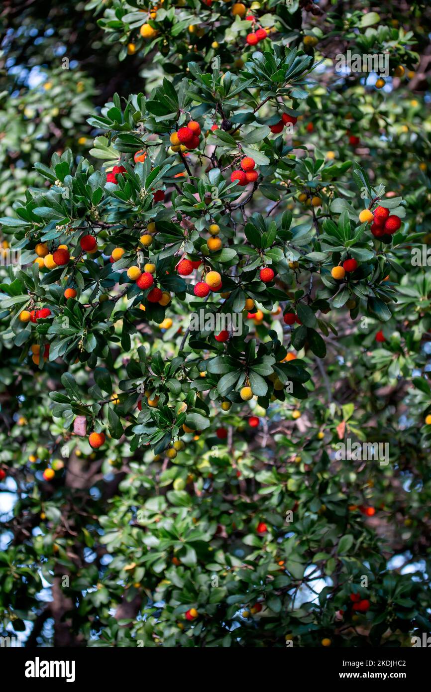 Strawberry tree (Arbutus unedo) fruits in autumn, Gard, France Stock ...
