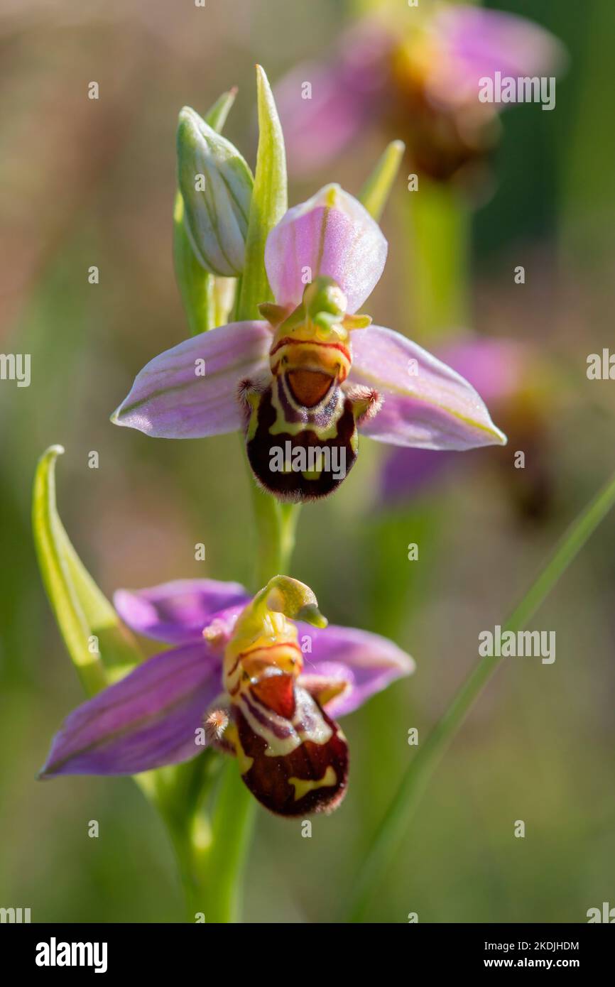 Bee orchid (Ophrys apifera) flower, Vaucluse, France Stock Photo - Alamy