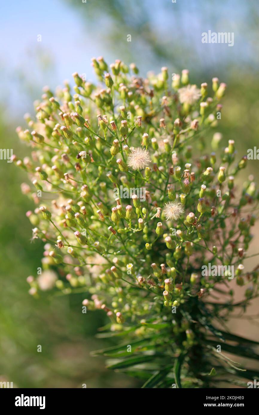 Horseweed (Erigeron canadensis) in a wasteland, Gard, France Stock ...