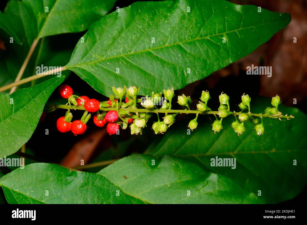 Bloodberry (Rivina humilis) fruits, Ile des Pins, New Caledonia Stock ...