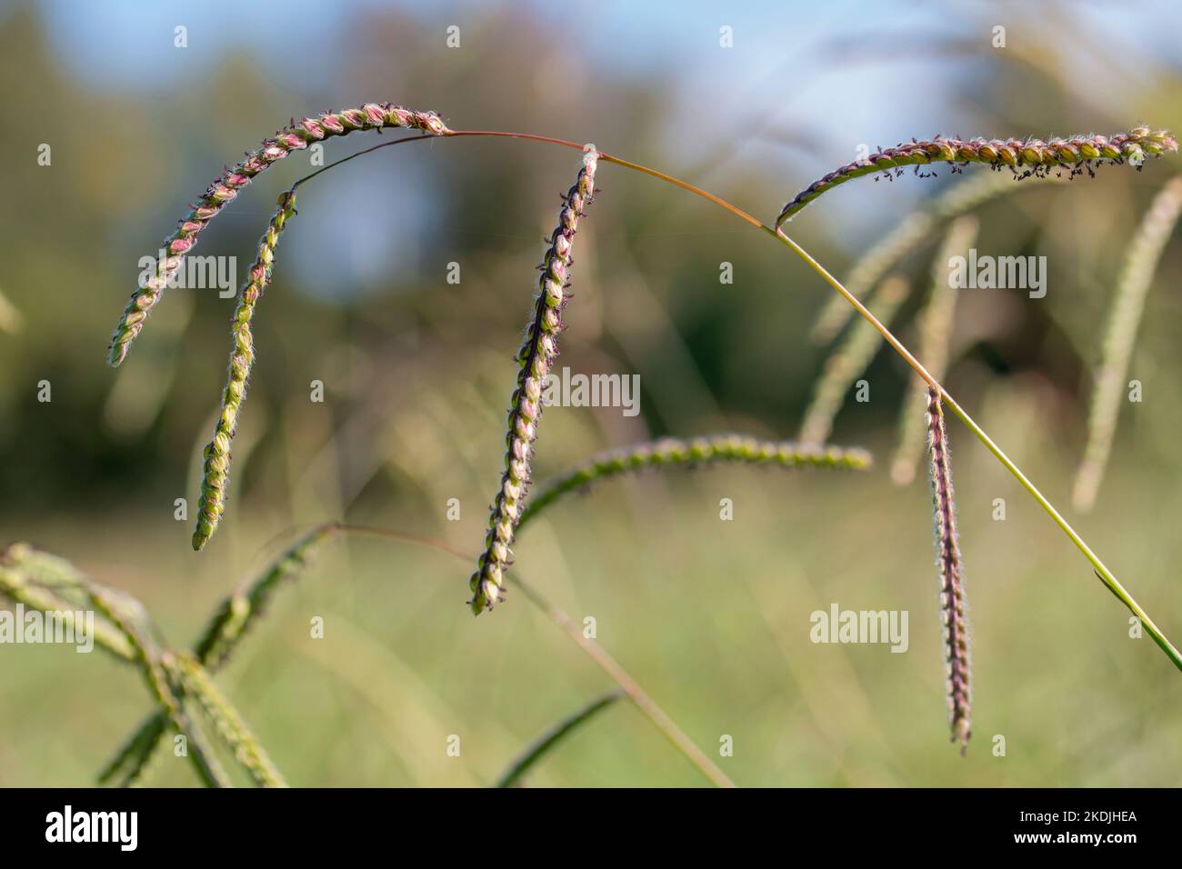 Dallisgrass (Paspalum dilatatum), Vaucluse, France Stock Photo - Alamy