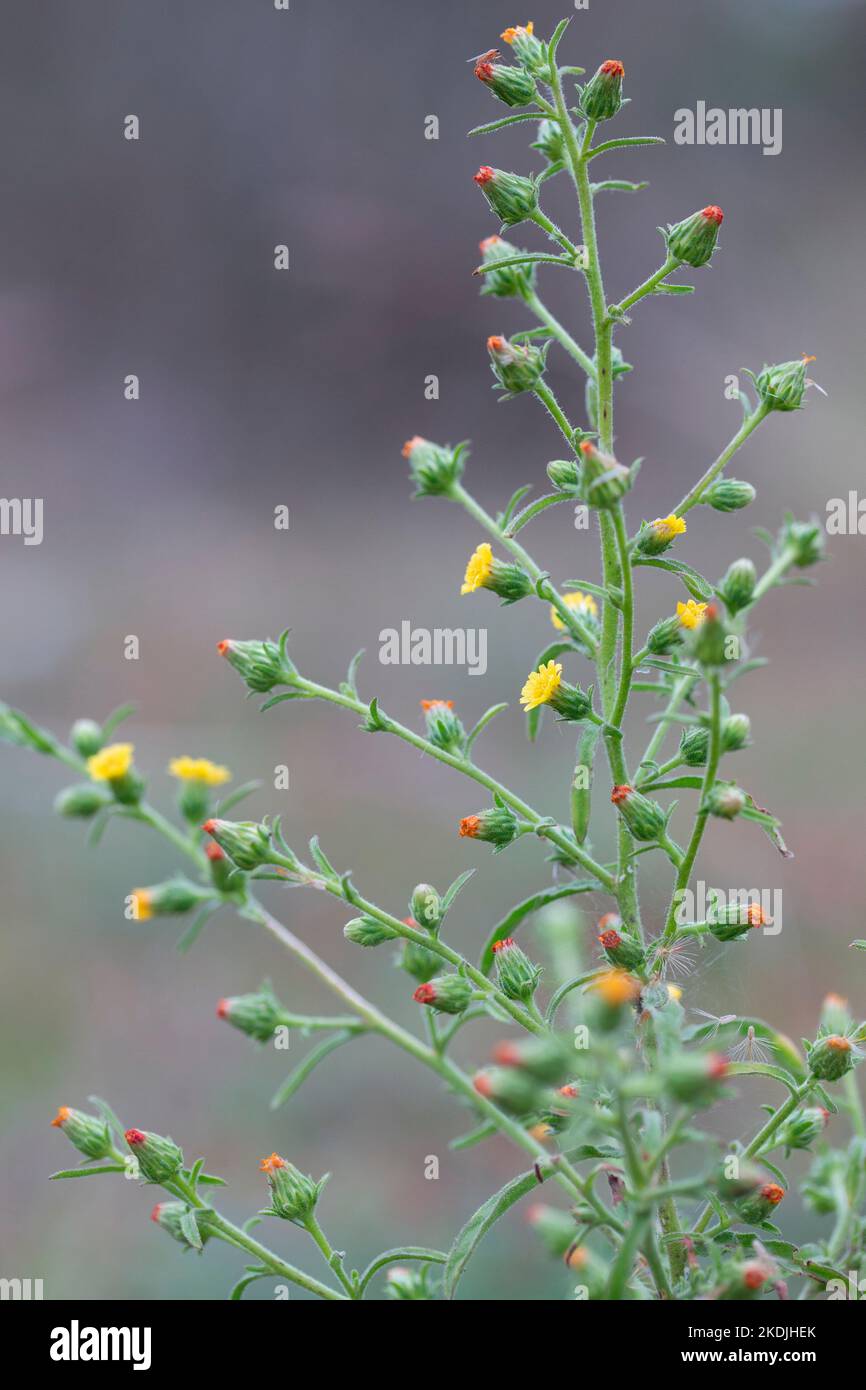 Stinkwort (Dittrichia graveolens) flowers, Vaucluse, france Stock Photo ...