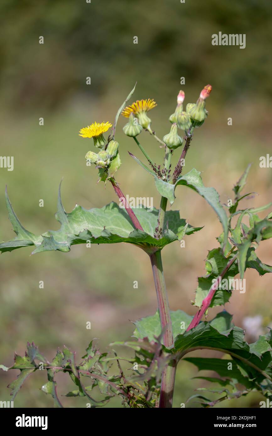 Common Sowthistle (Sonchus oleraceus), France Stock Photo - Alamy