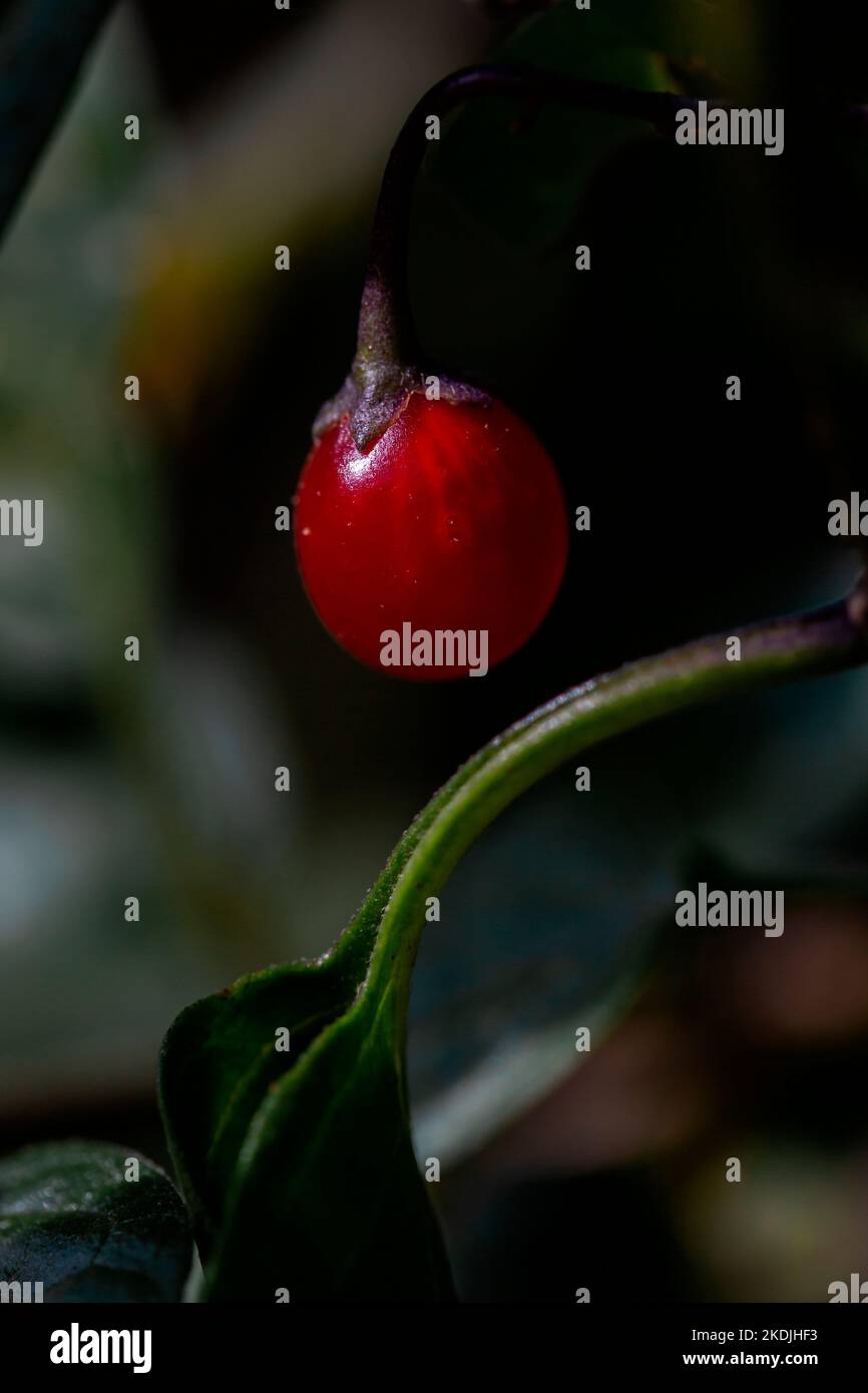 Climbing nightshade (Solanum dulcamara) ripe fruit, Vaucluse, France ...