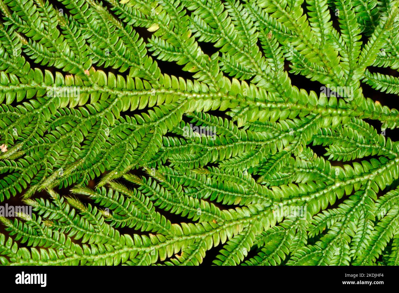 Spikemoss (Selaginella megastachya), New Caledonia Stock Photo - Alamy