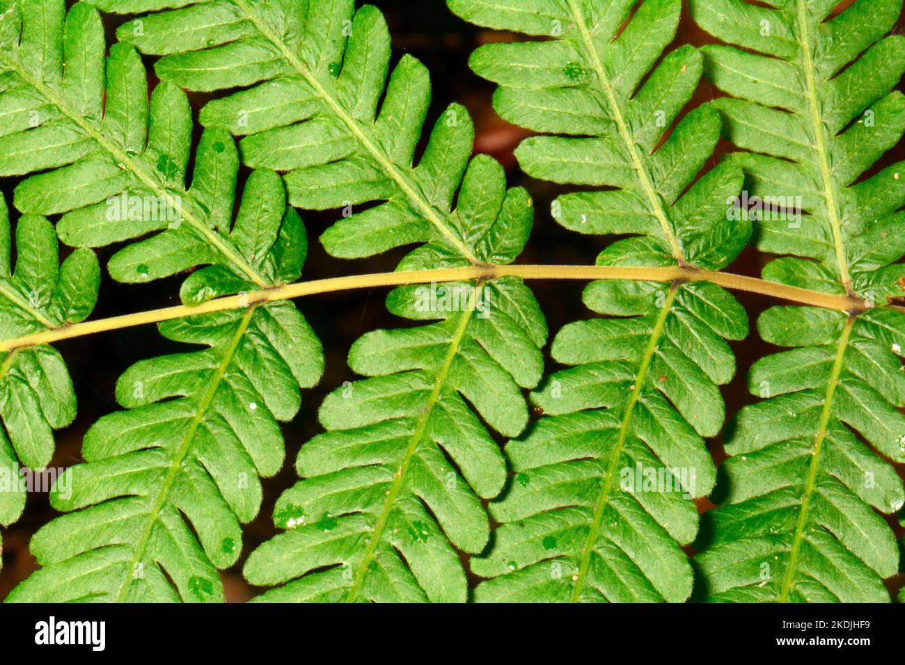 Queen's-veil Maiden Fern (Thelypteris quelpaertensis), New Caledonia ...