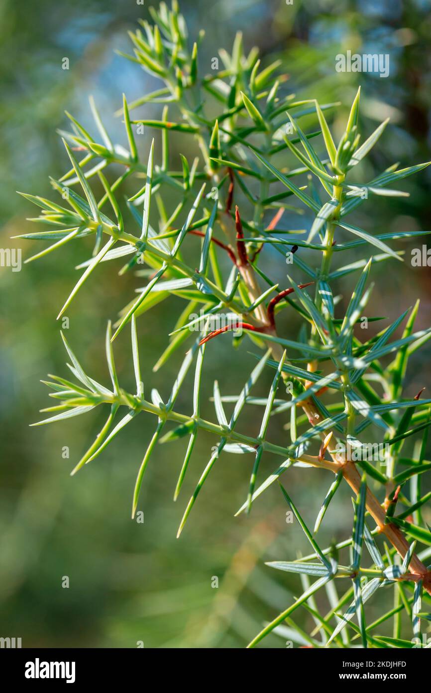 Prickly Juniper (Juniperus oxycedrus) needles, Pyrenees-Orientales ...
