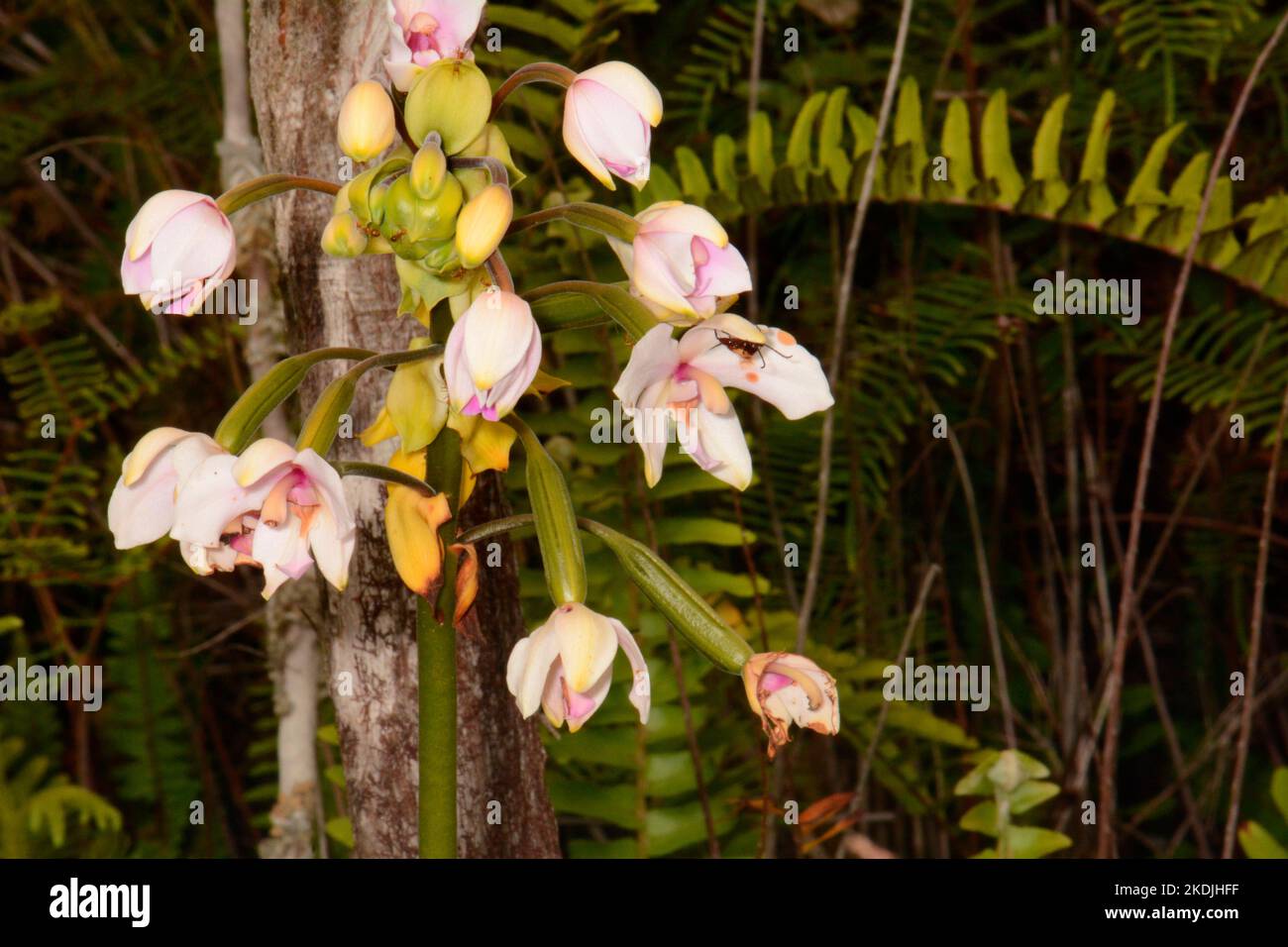 Philippine ground orchid (Spathoglottis plicata) flowers, New Caledonia ...