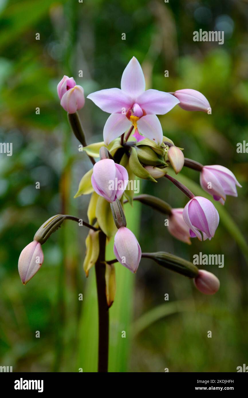 Philippine ground orchid (Spathoglottis plicata) flowers, New Caledonia ...