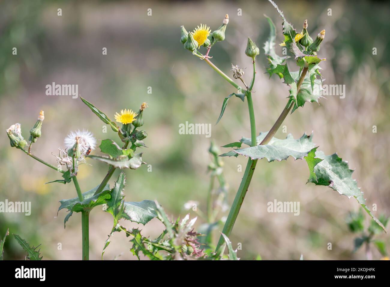Common Sowthistle (Sonchus oleraceus), France Stock Photo - Alamy