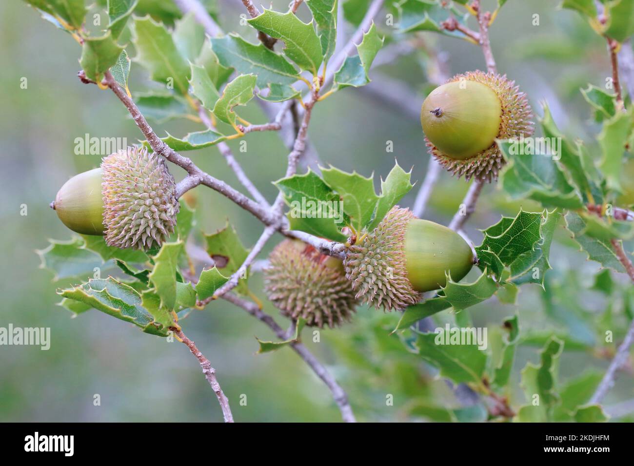 Kermes Oak (Quercus coccifera) acorns on tree in autumn, Gard, France ...
