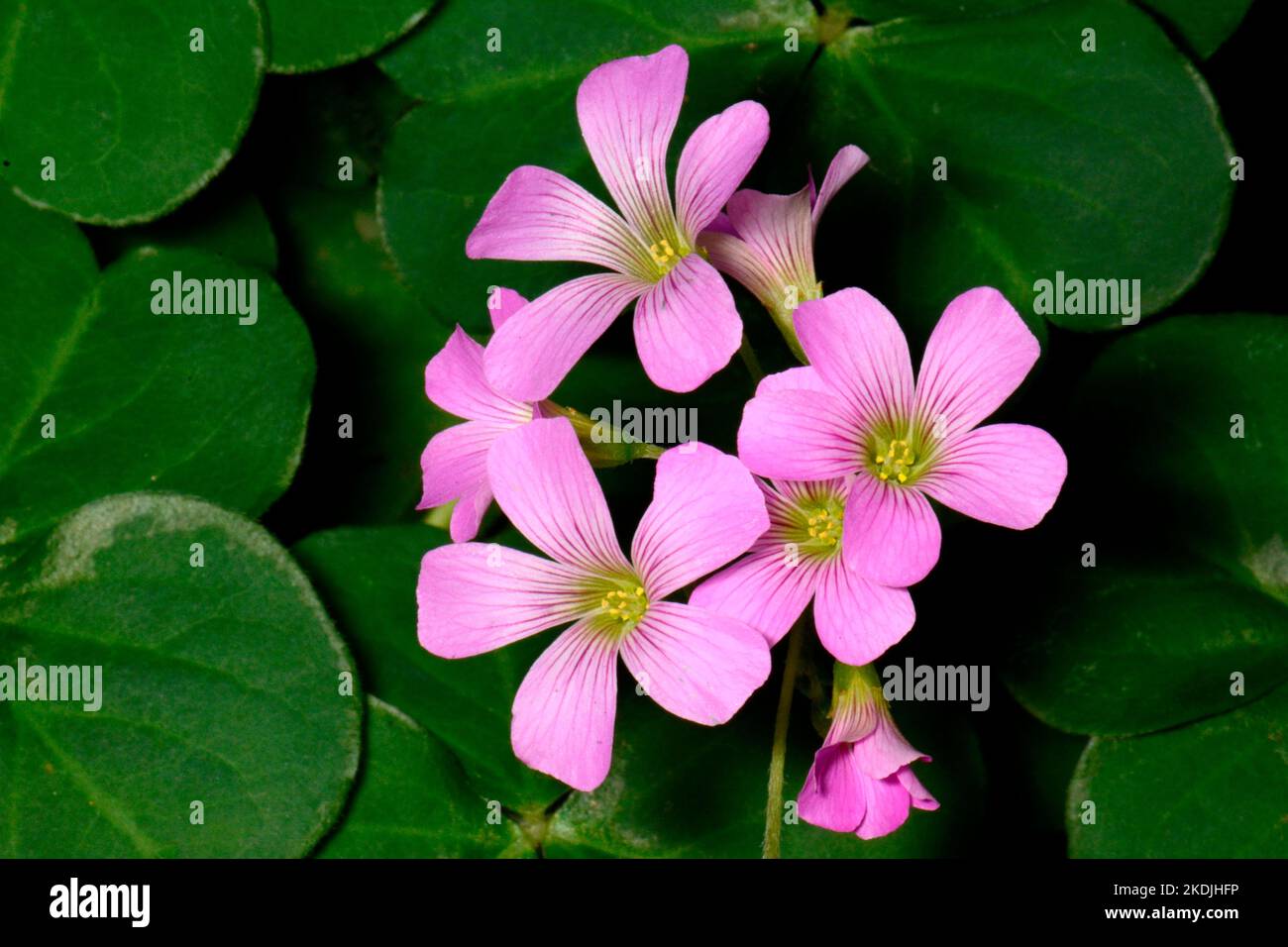 Violet Wood Sorrel (Oxalis violacea) flowers, New Caledonia Stock Photo ...