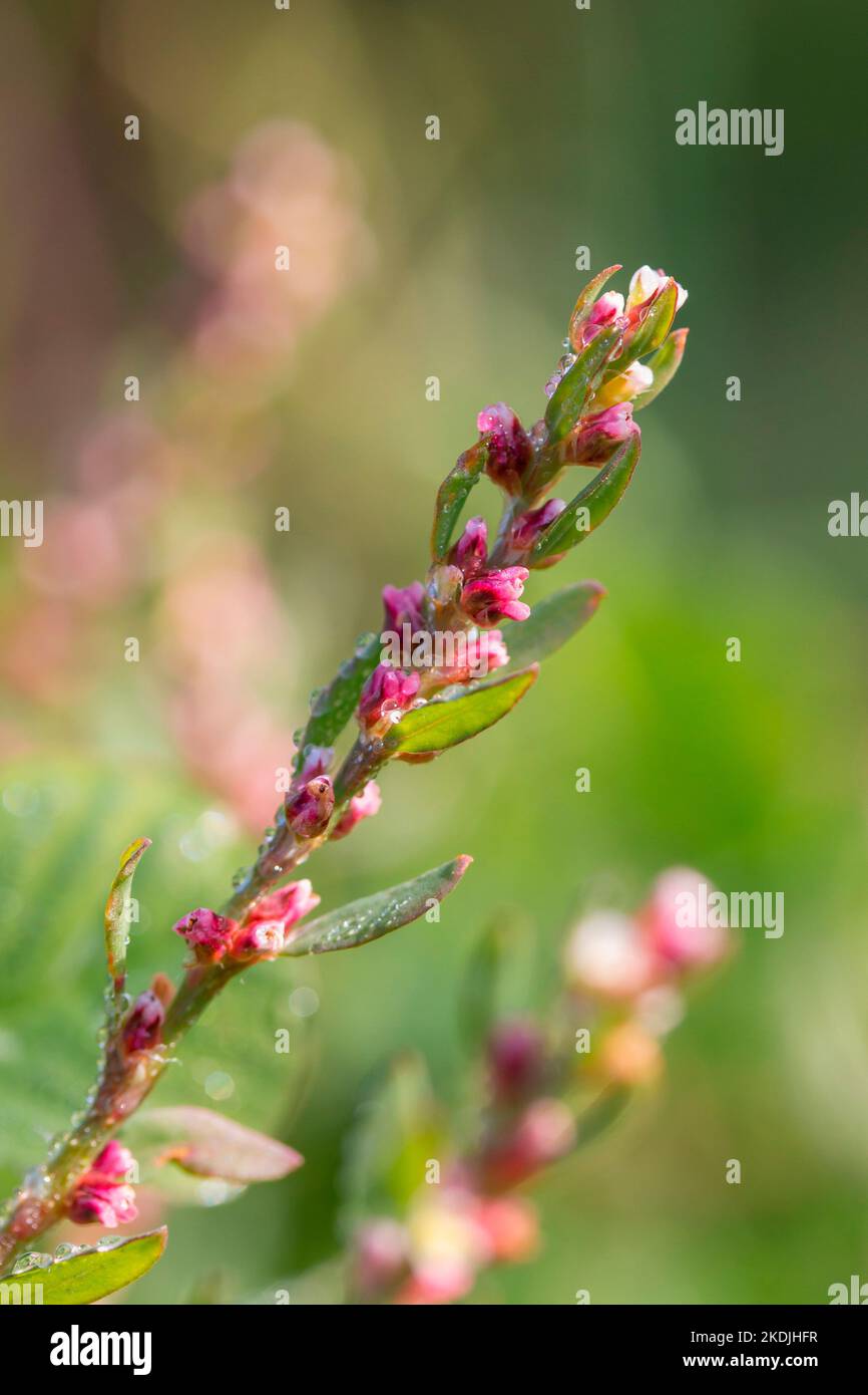 Common knotgrass (Polygonum aviculare), Gard, France Stock Photo - Alamy Common knotgrass (Polygonum aviculare), Gard, France Stock Photo - Alamy