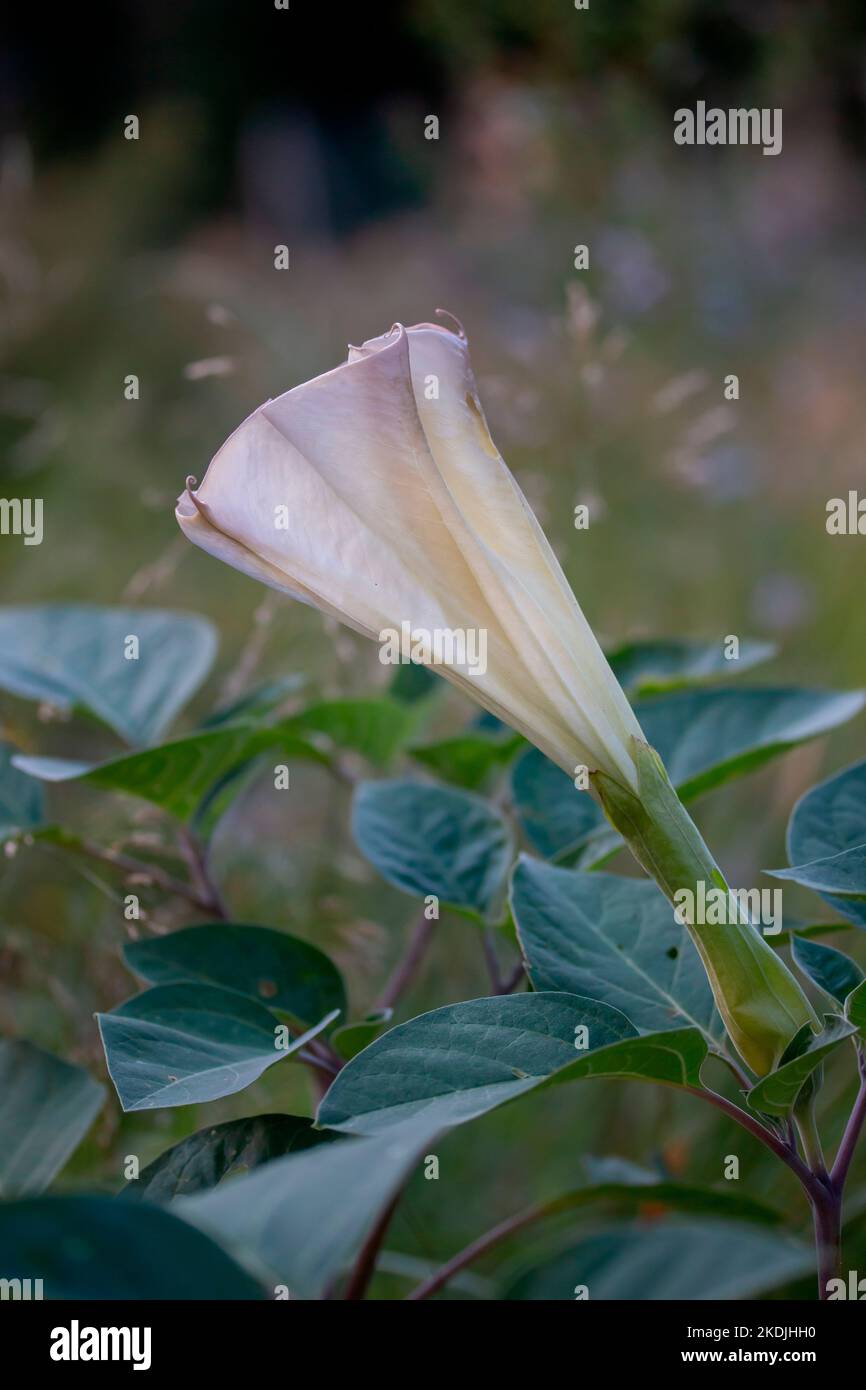 Sacred datura (Datura wrightii) flower, Gard, France Stock Photo - Alamy