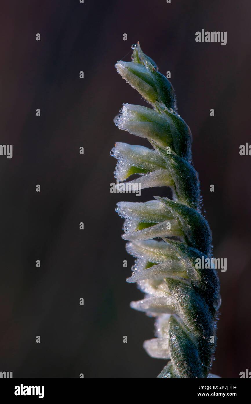 Autumn Lady's Tresses (Spiranthes spiralis), Gard, France Stock Photo ...