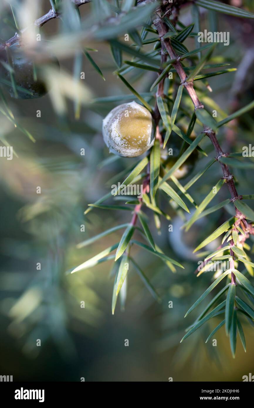 Cade juniper (Juniperus oxycedrus) unripe galbuli, Gard, France Stock ...