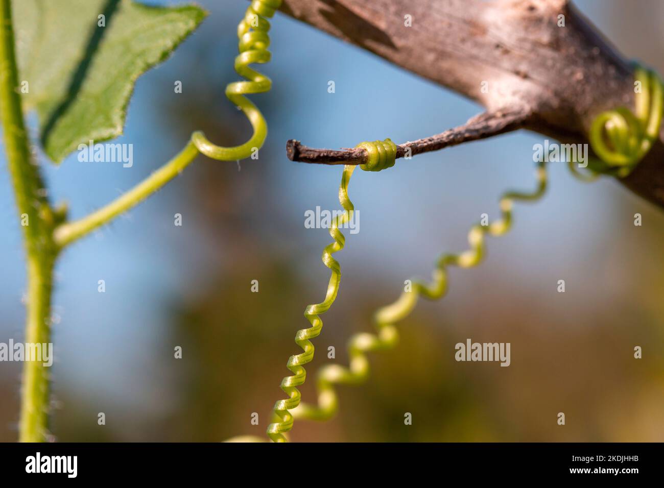 Red bryony (Bryonia dioica), coiled tendrils climbing up branch, Gard ...