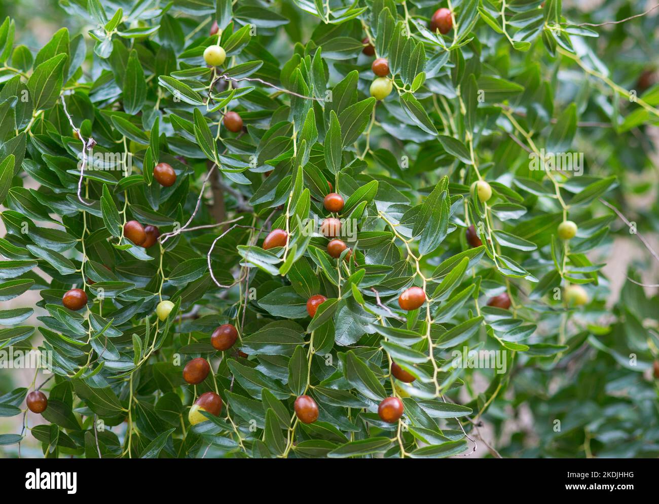 Jujubes zizyphus jujuba hi-res stock photography and images - Alamy