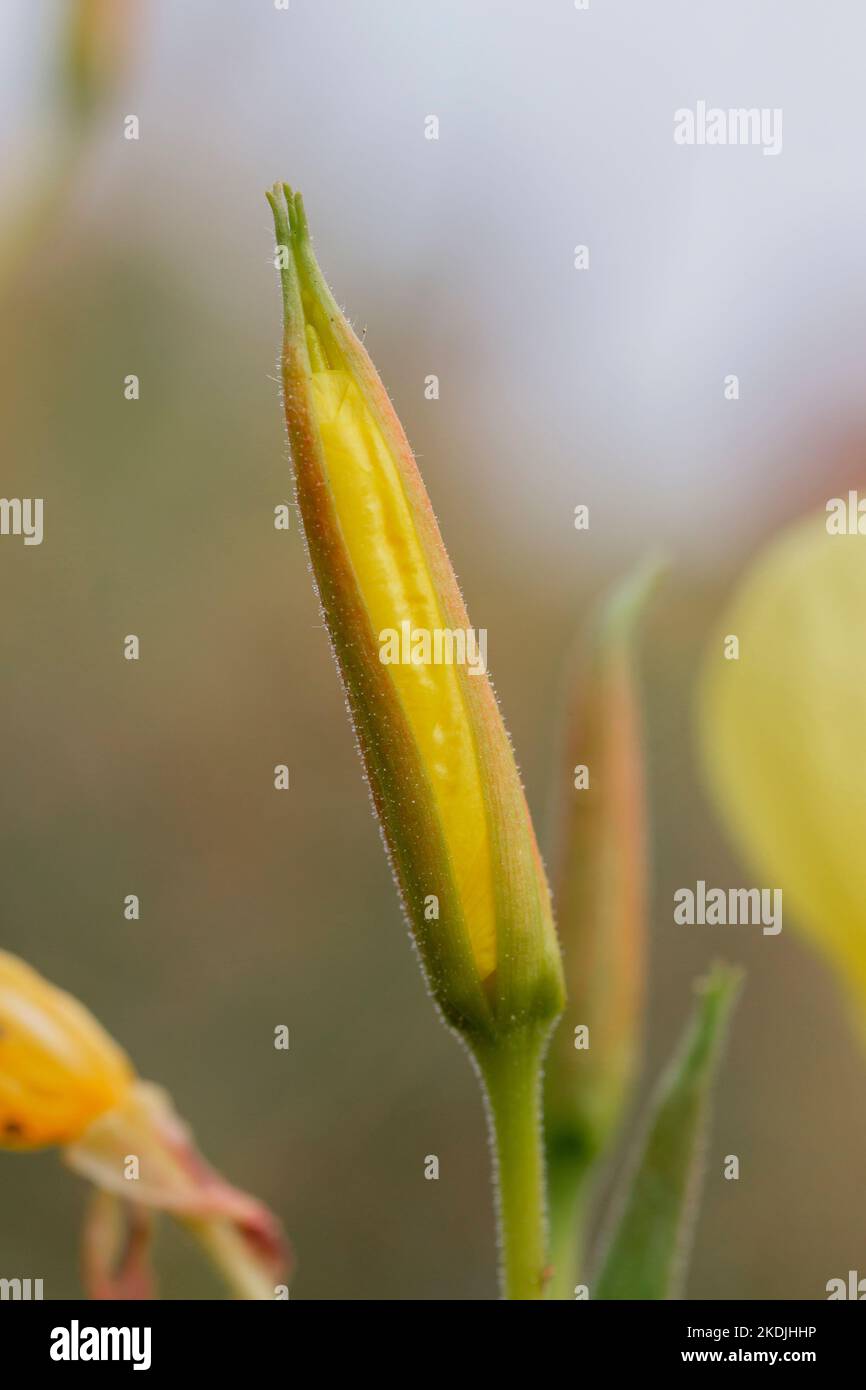 Large-flowered evening-primrose (Oenothera glazioviana) flower bud ...