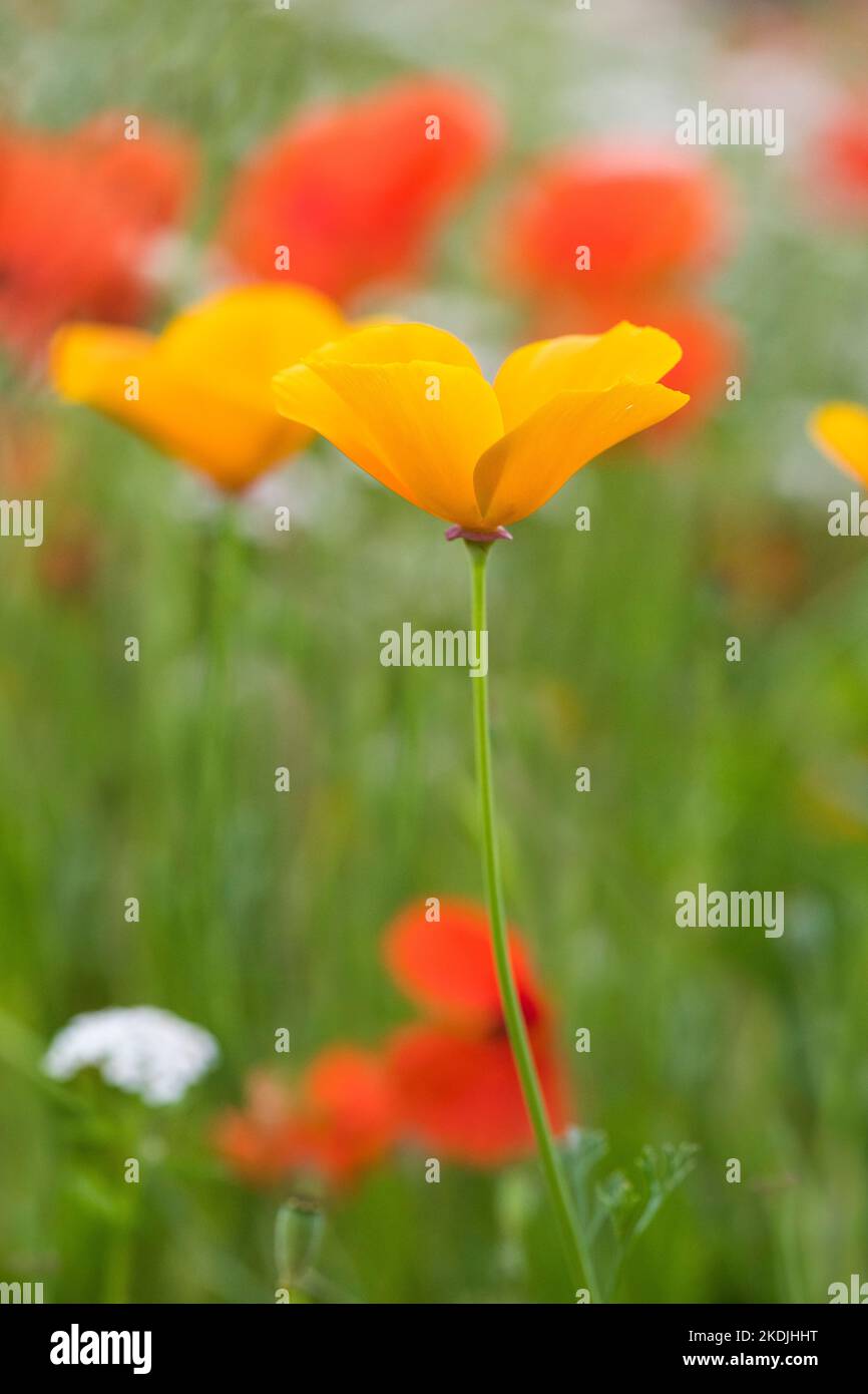 California poppy (Eschscholzia californica) flower in a garden ...
