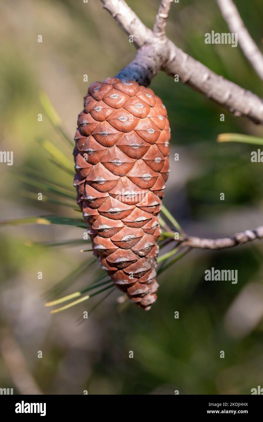 Aleppo pine (Pinus halepensis), cone in autumn, Gard, France Stock ...