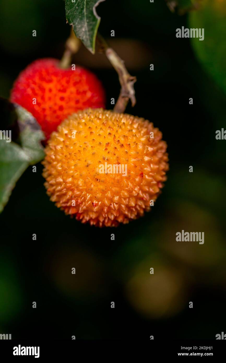 Strawberry tree (Arbutus unedo), fruits on the tree, Gard, France Stock ...