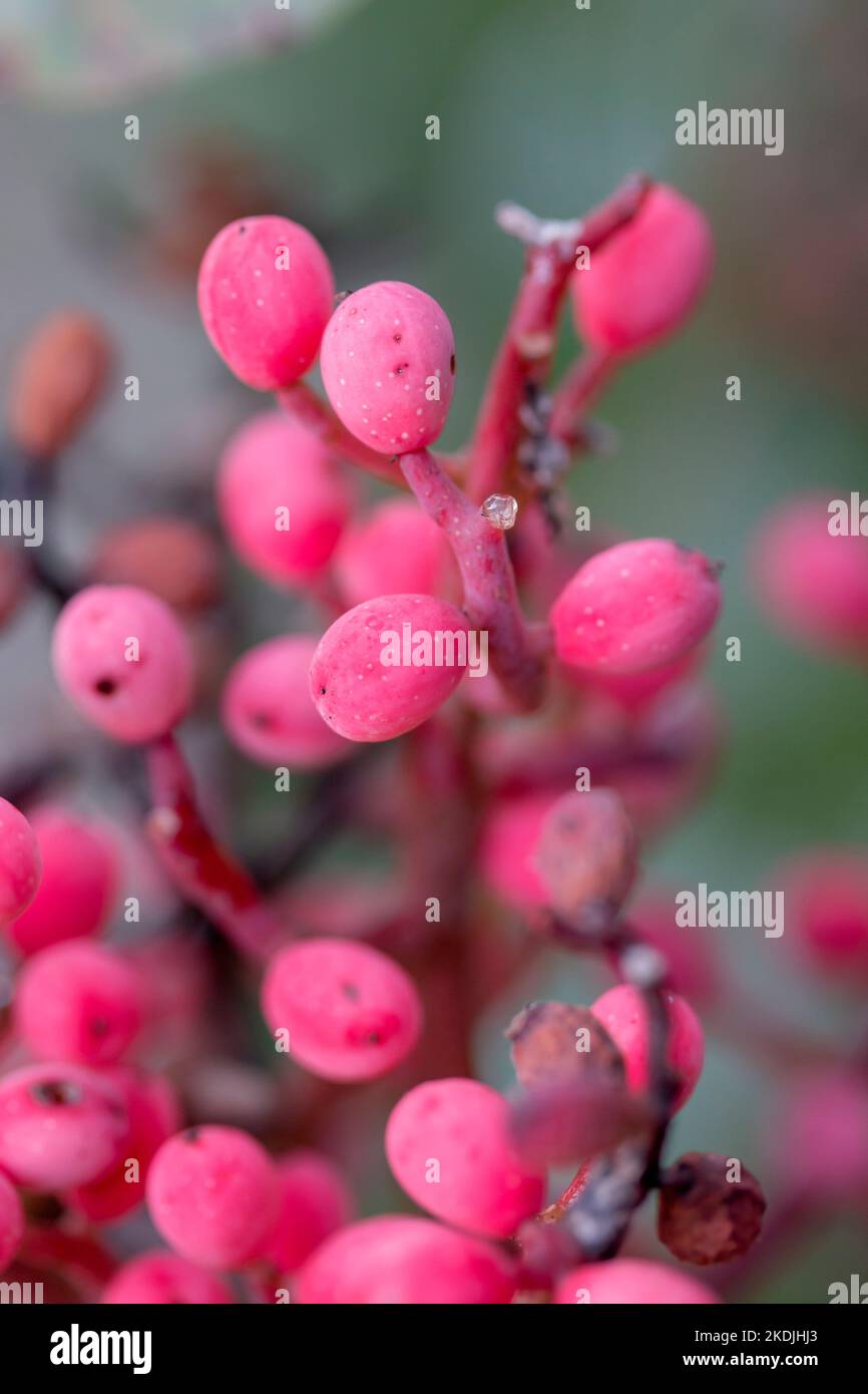 Terebinth (Pistacia terebinthus) fruits, Gard, France Stock Photo - Alamy