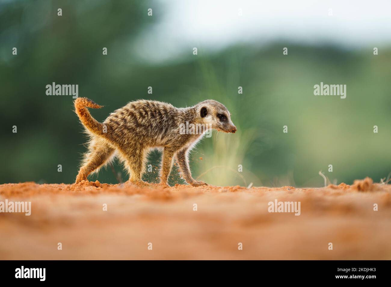 Meerkat baby (Suricata suricatta) is cautious of danger. Kgalagadi ...