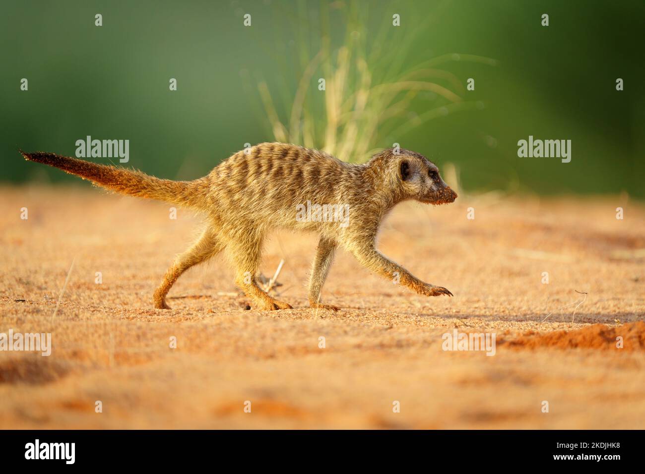 Meerkat baby (Suricata suricatta) crossing red sand dune from left to ...
