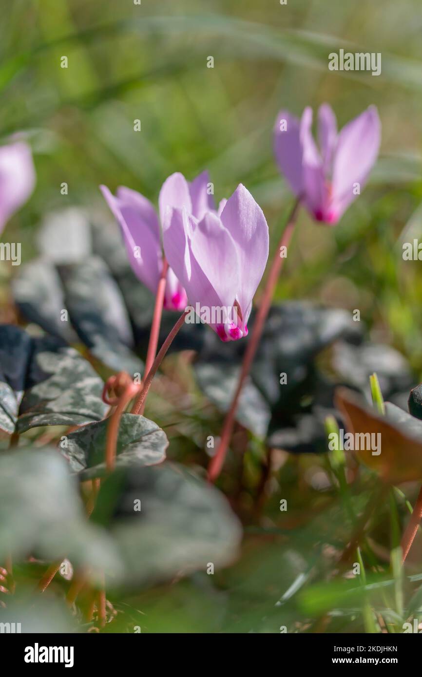 Wild Ivy-leaved cyclamen (Cyclamen hederifolium), Gorges du Gardon ...