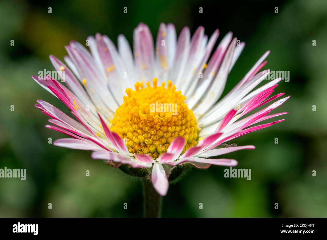 Southern daisy (Bellis sylvestris), capitulum, Bouches-du-Rhone, France ...