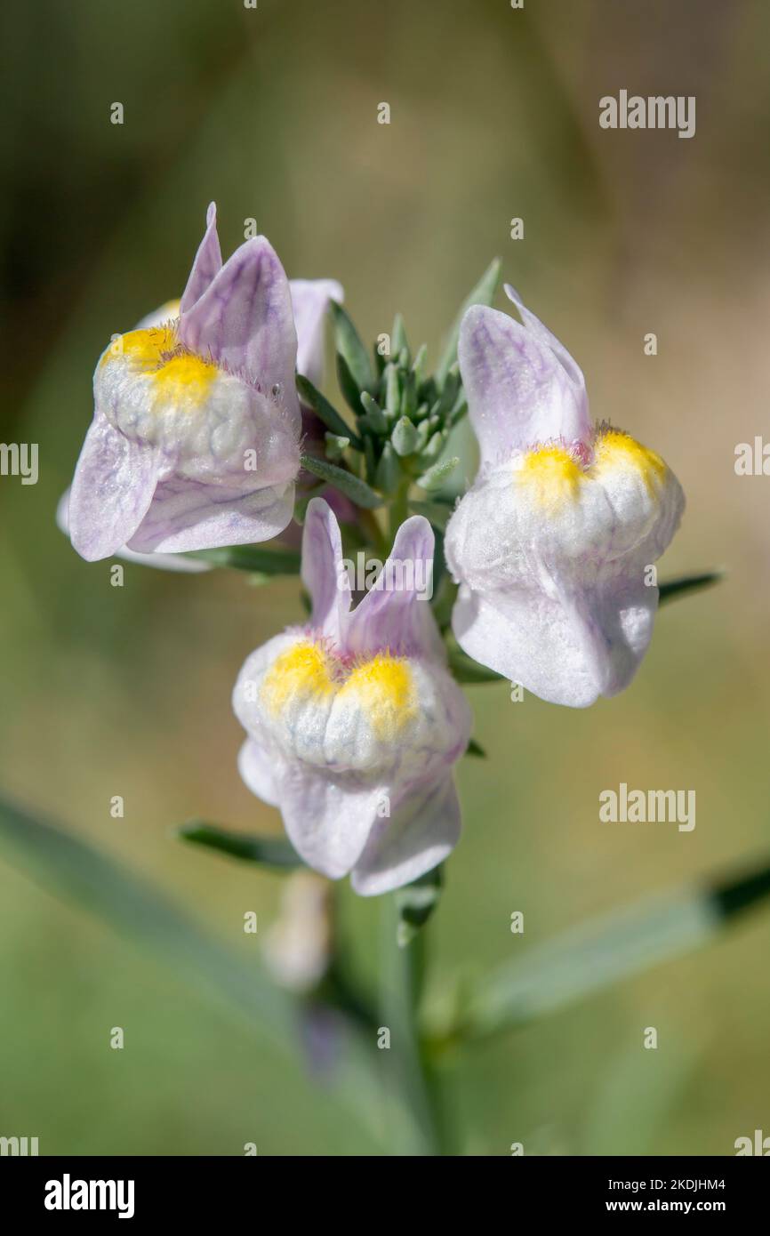 Pale toadflax (Linaria repens) flowers, gard, France Stock Photo - Alamy