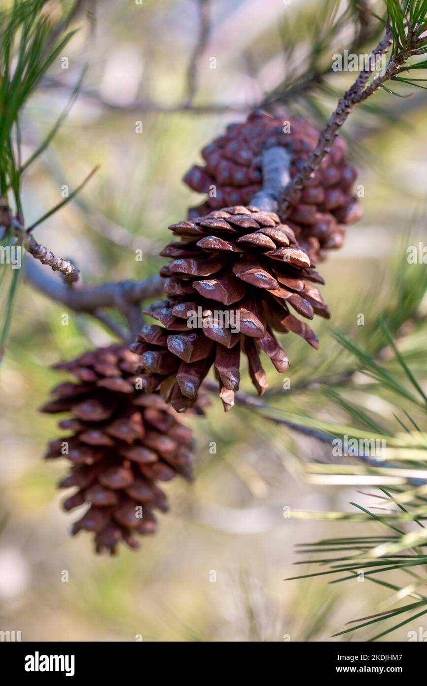 Aleppo pine (Pinus halepensis), mature female cones, Gard, France Stock ...