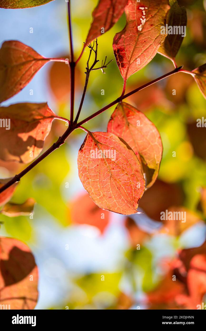 Common dogwood (Cornus sanguinea), fall foliage, Gard, France Stock ...