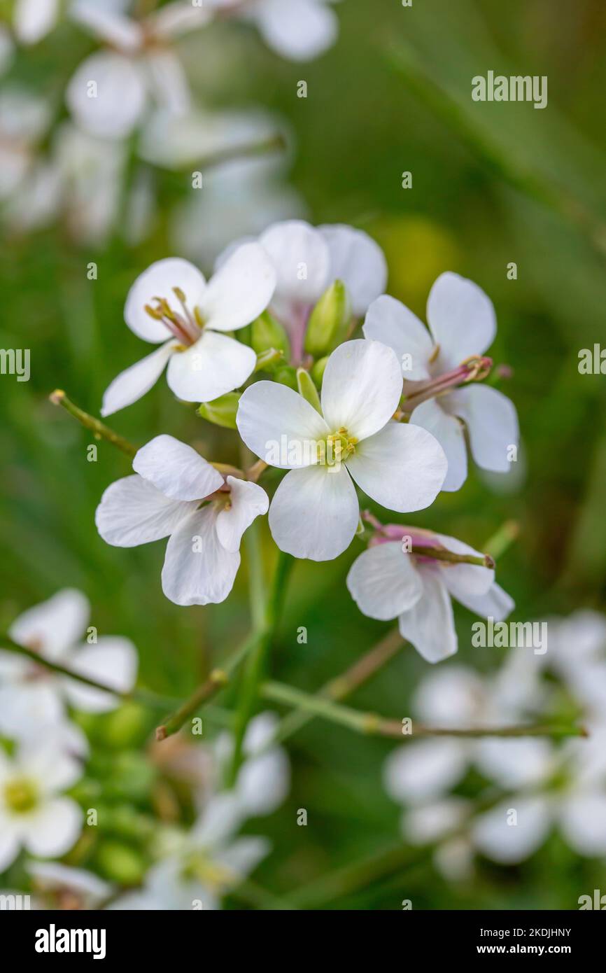 White rocket (Diplotaxis erucoides), Bouches-du-Rhone, France Stock ...