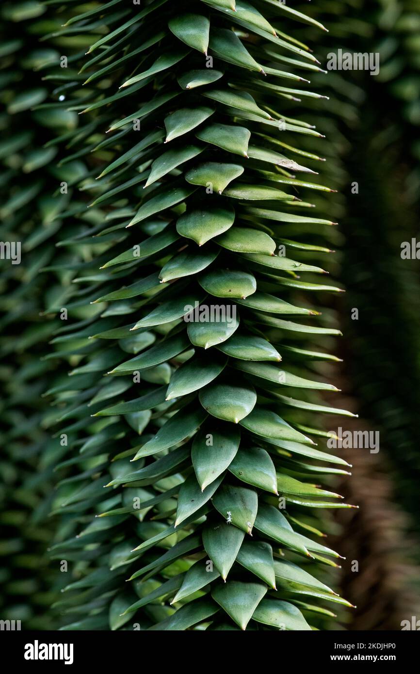 Branches with spiny leaves of Monkeypuzzle tree (native to Chile and SW ...
