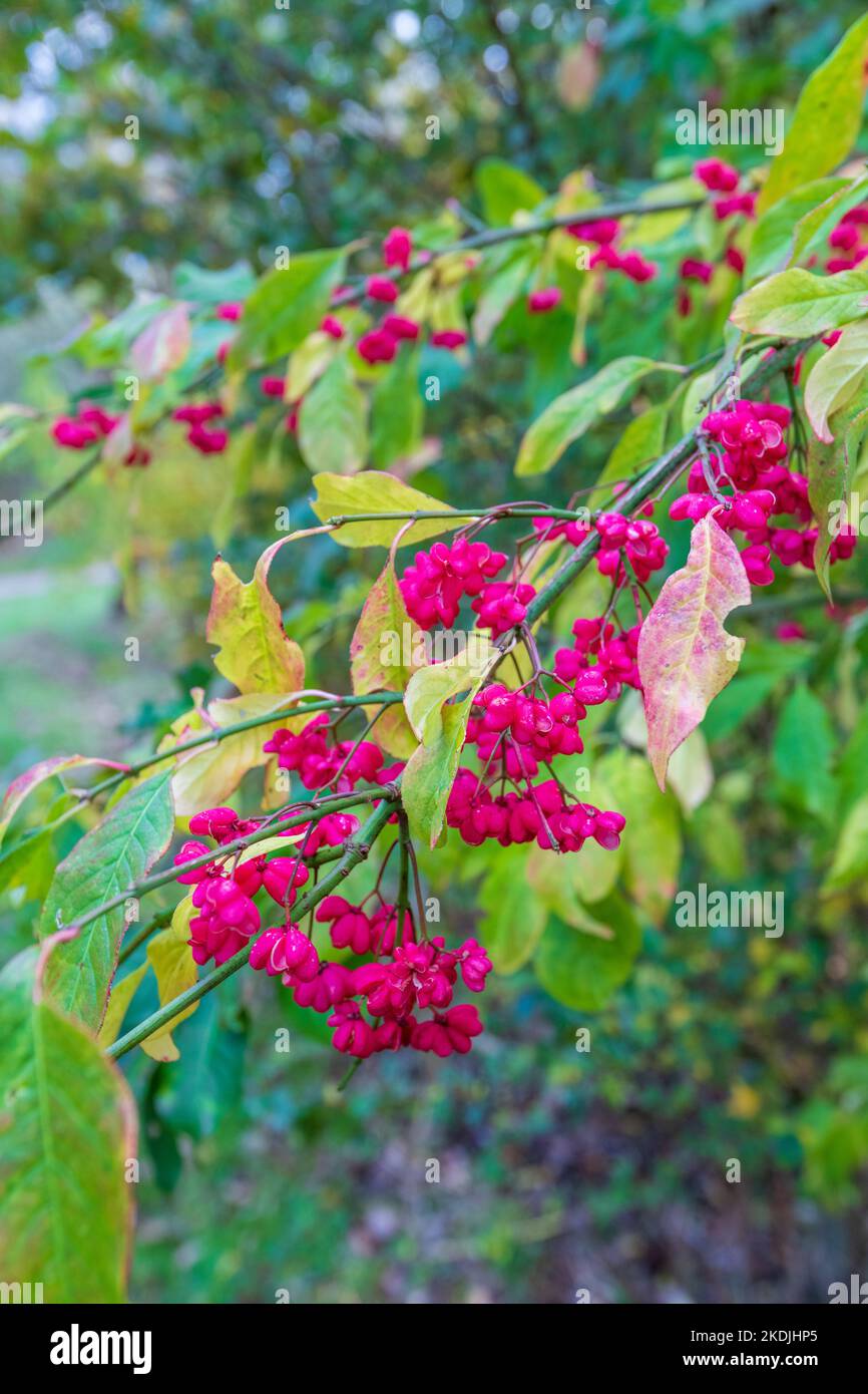 Spindle Tree (Euonymus europaeus) in fruit in autumn, Pas de Calais ...