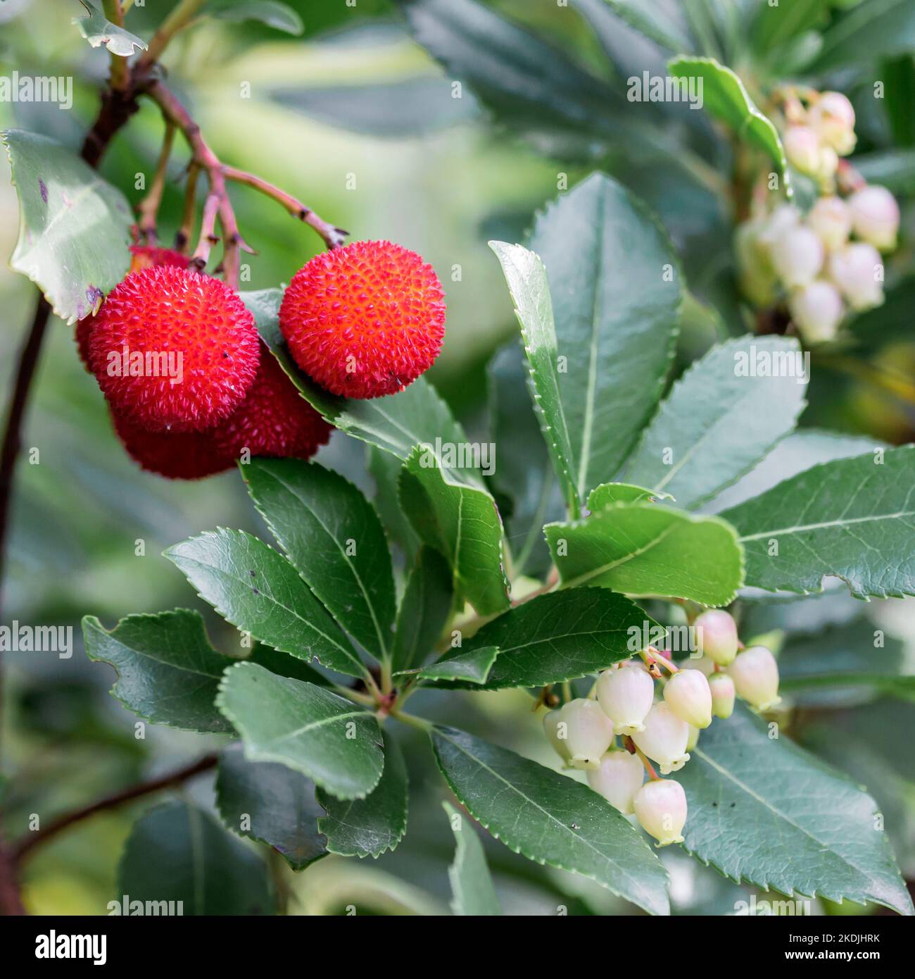 Strawberry tree (Arbutus unedo), flowers and ripe fruits in October, Gard, France Stock Photo ...